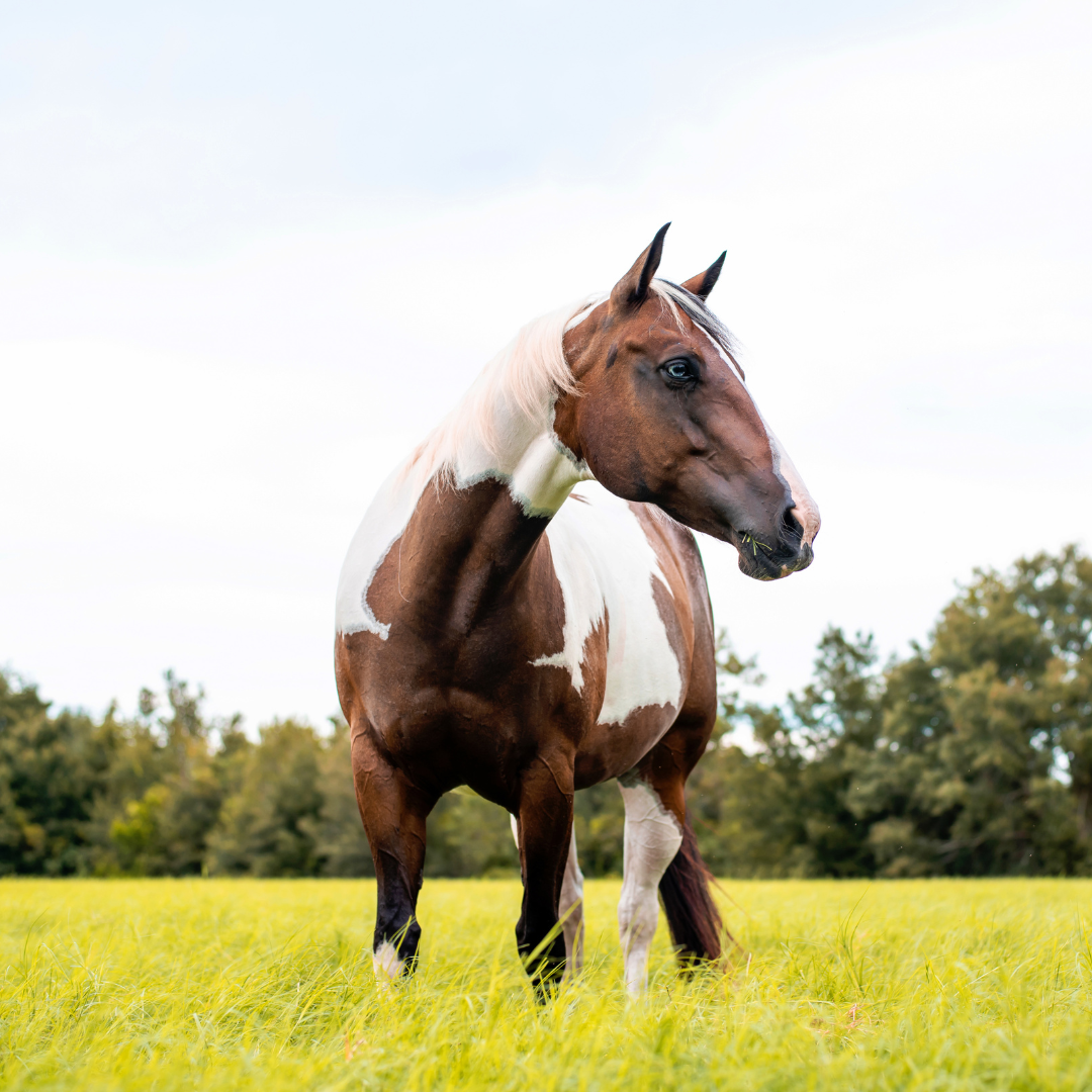 Most Muscular Horse In The World