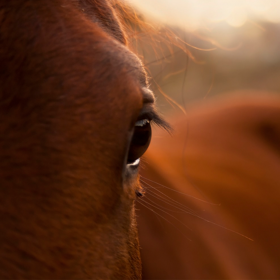 Understanding Horse Personalities
