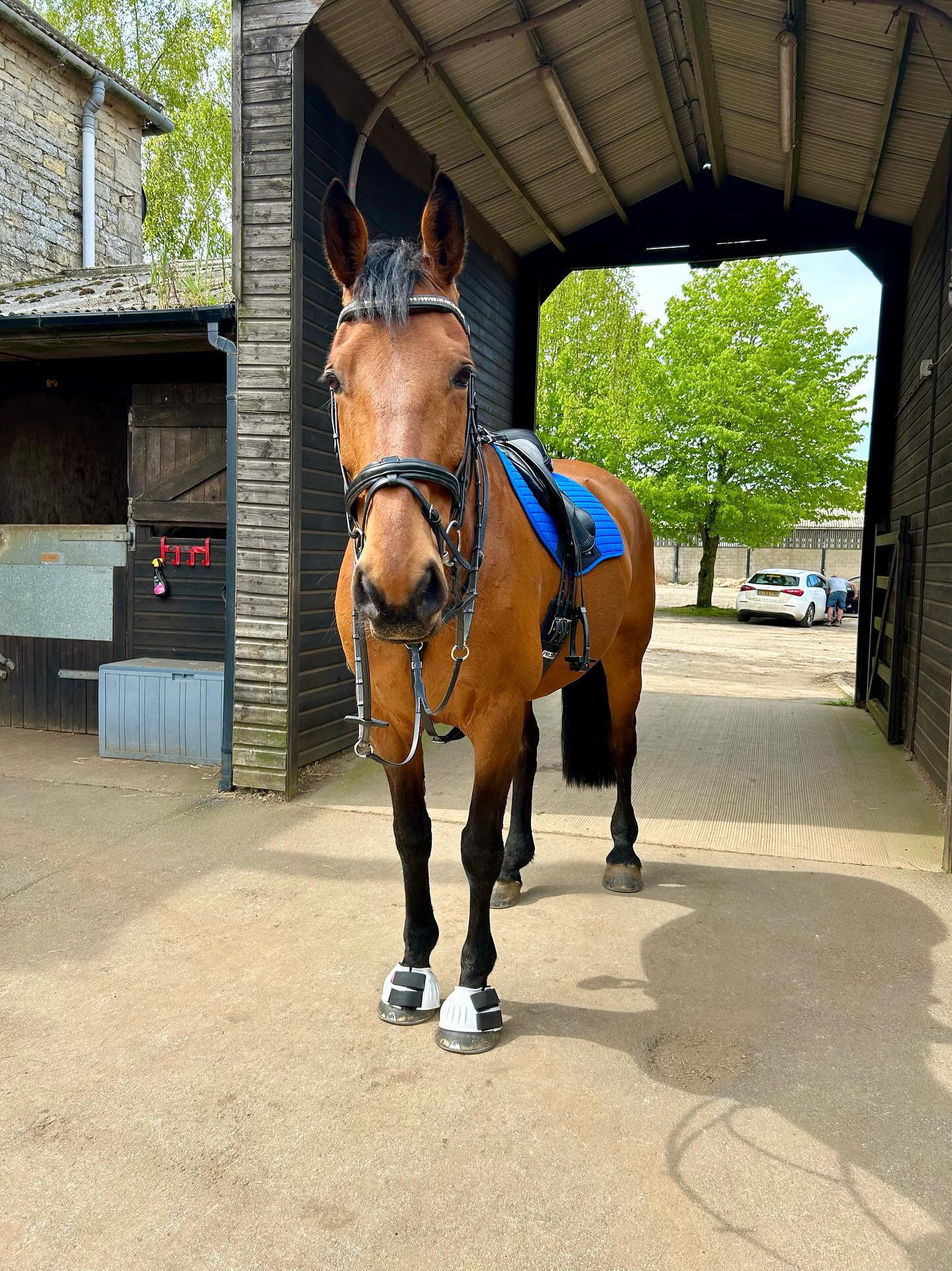 Equine Hacks - The Barn Hacks Every Equestrian Should Know