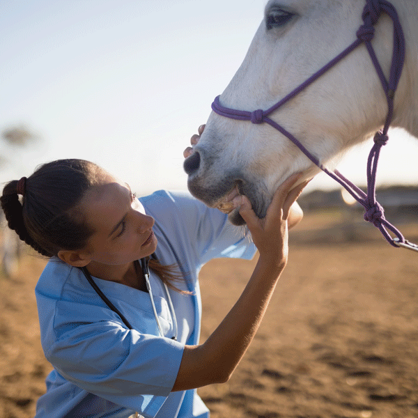 5 Things Vets Say Not To Do - Horse Health Care & Wellbeing