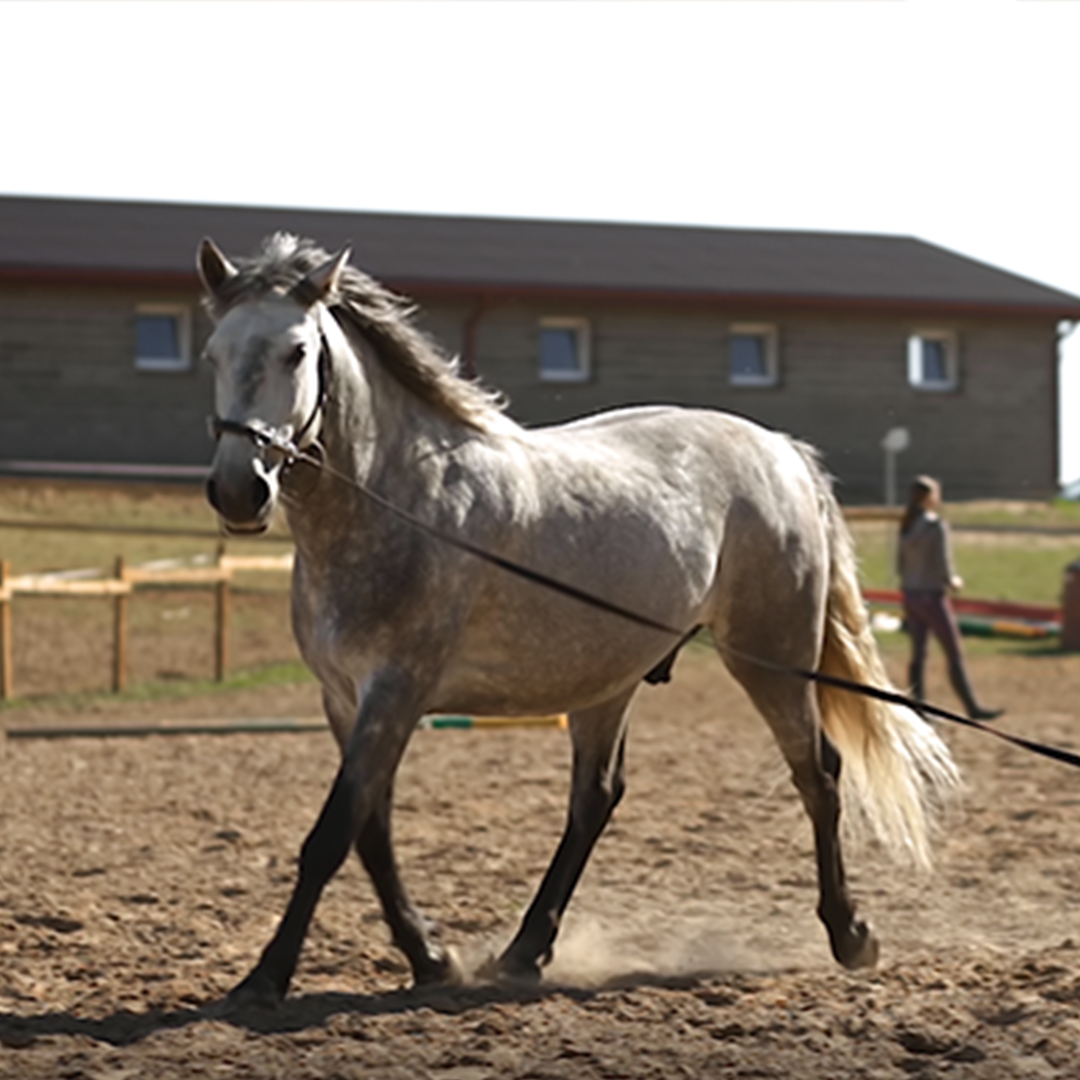 3 Lunging Aids For Horses & Best Steps To Use Them Correctly ...