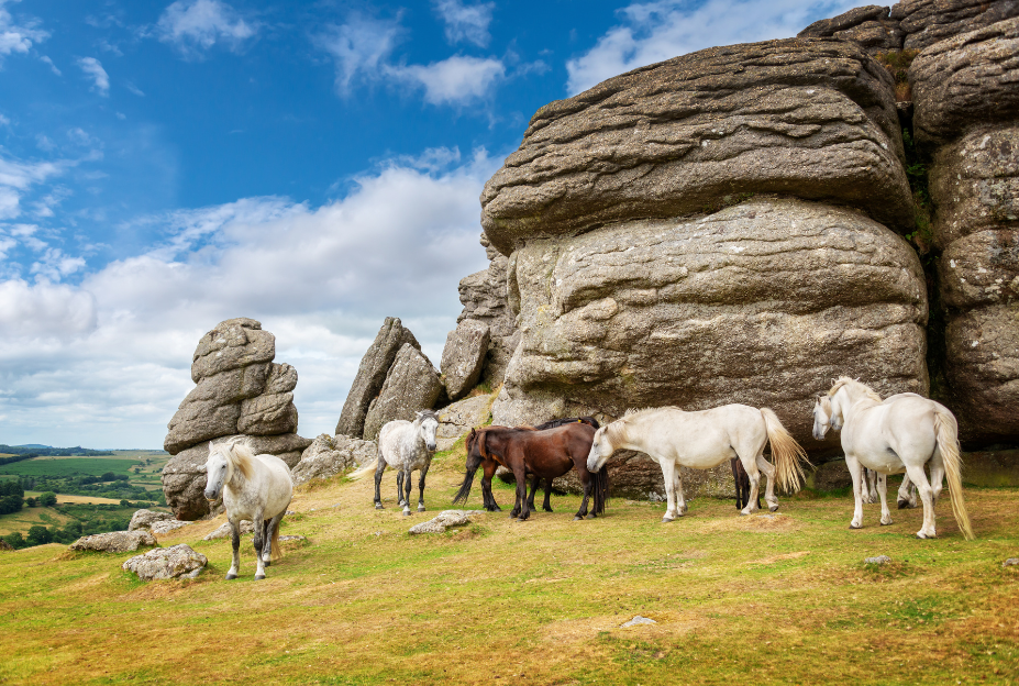 British Native Breeds: Horses And Ponies