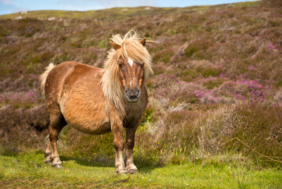 British Native Breeds: Horses And Ponies