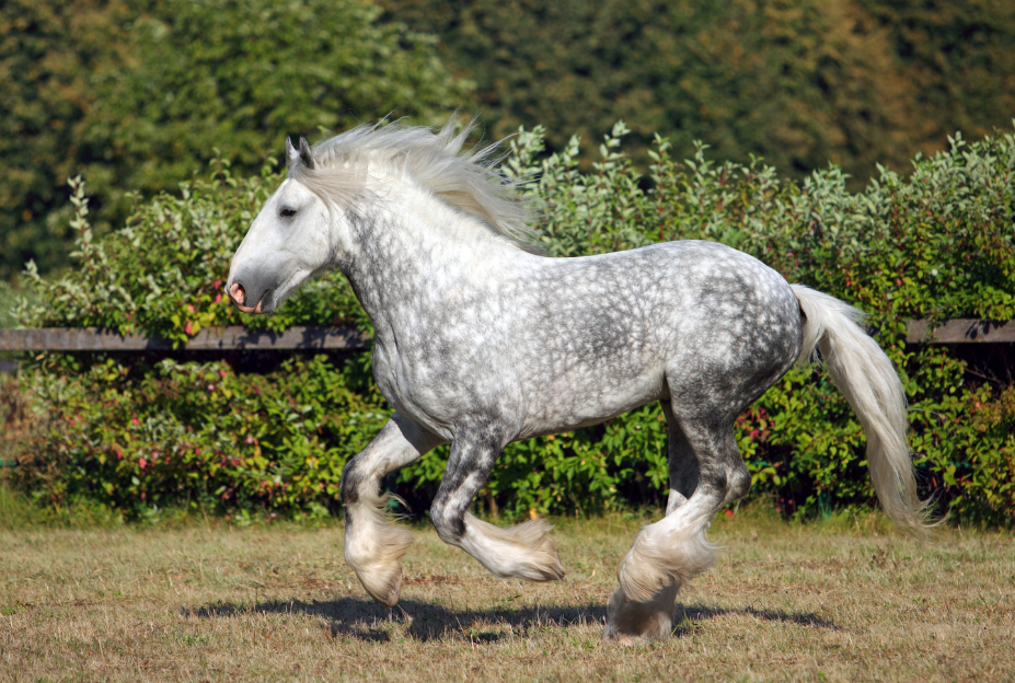 British Native Breeds: Horses And Ponies