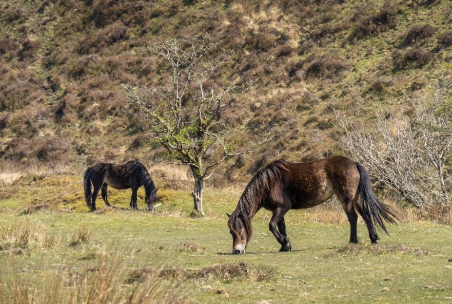British Native Breeds: Horses And Ponies